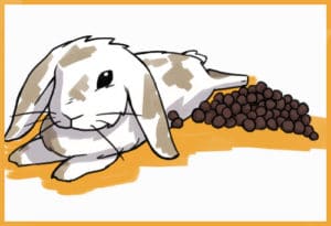 What Does Rabbit Poop Look Like?