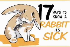 17 Ways To Know If Your Rabbit Is Sick