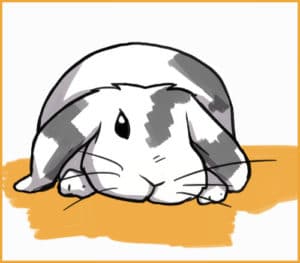 17 Ways To Know If Your Rabbit Is Sick