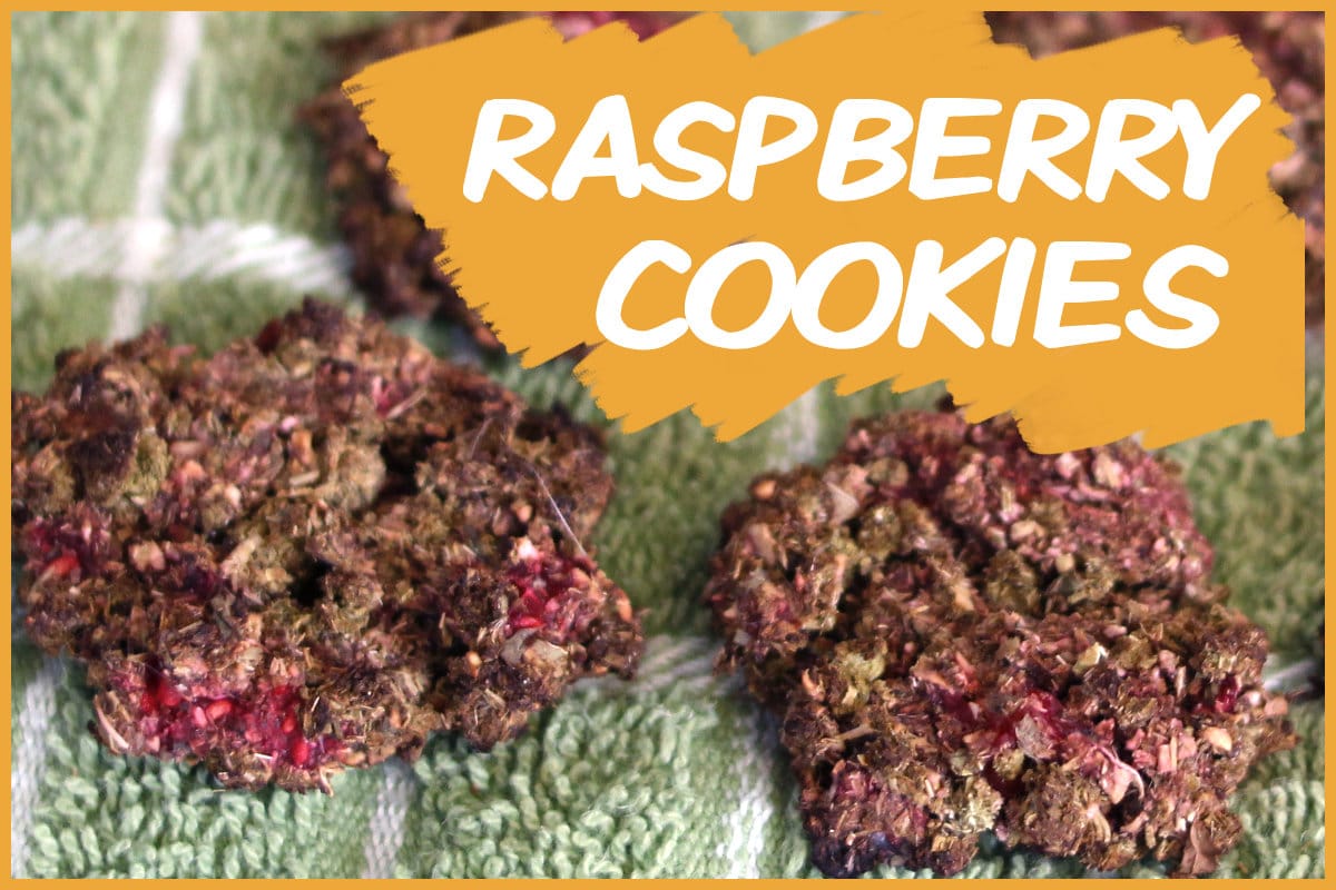 5 Homemade Rabbit Treats To Make For Your Bunny