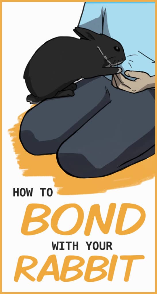 15 Ways To Bond With Your Pet Rabbit
