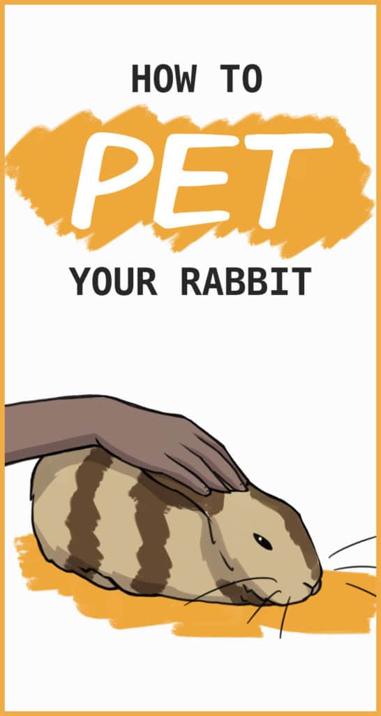 How To Pet Rabbits in a Way They Love