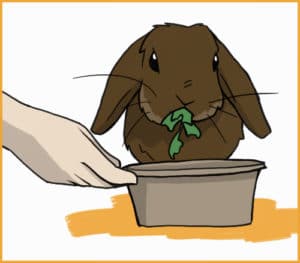 What Kind of Treats Are Safe and Healthy for Rabbits?