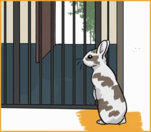 How to Rabbit Proof for a Free Roam Bunny