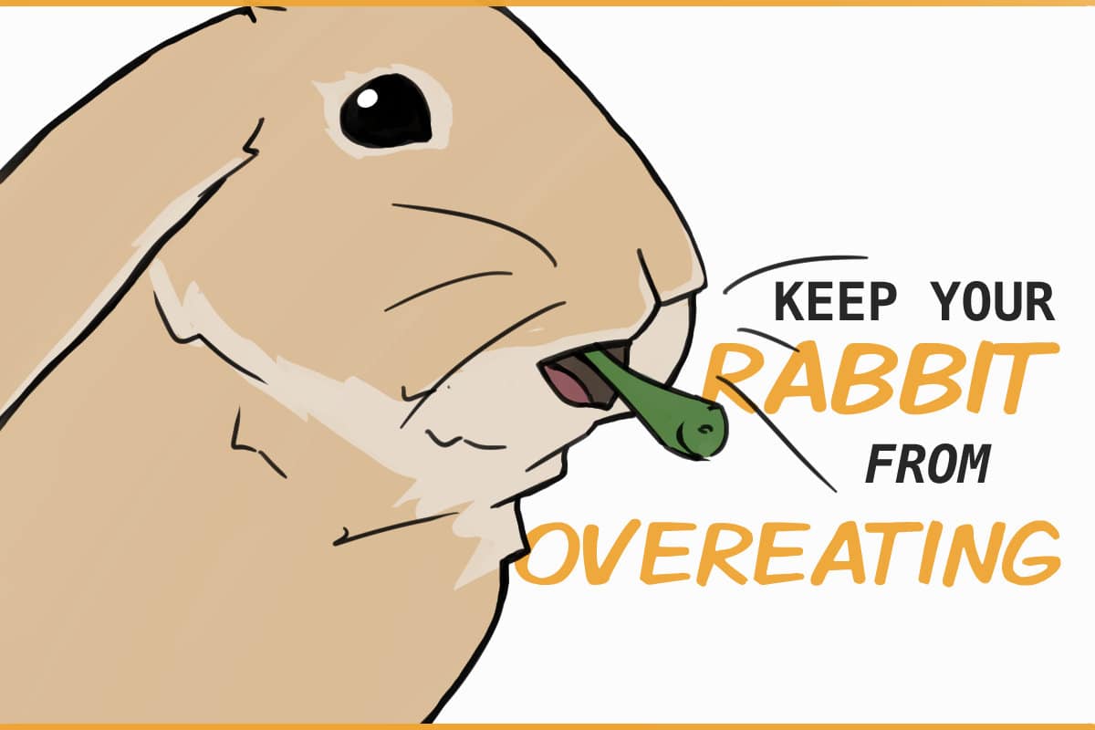 How To Keep Your Rabbit From Overeating