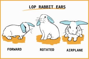 All About Rabbit Ear Positions and What They Mean
