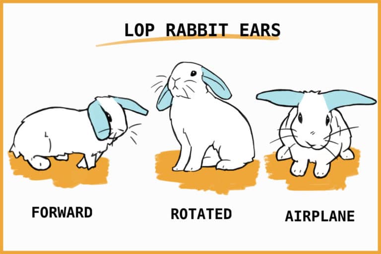 How To Care For Your Lop Eared Rabbit