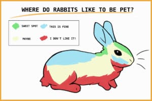 How To Pet Rabbits in a Way They Love