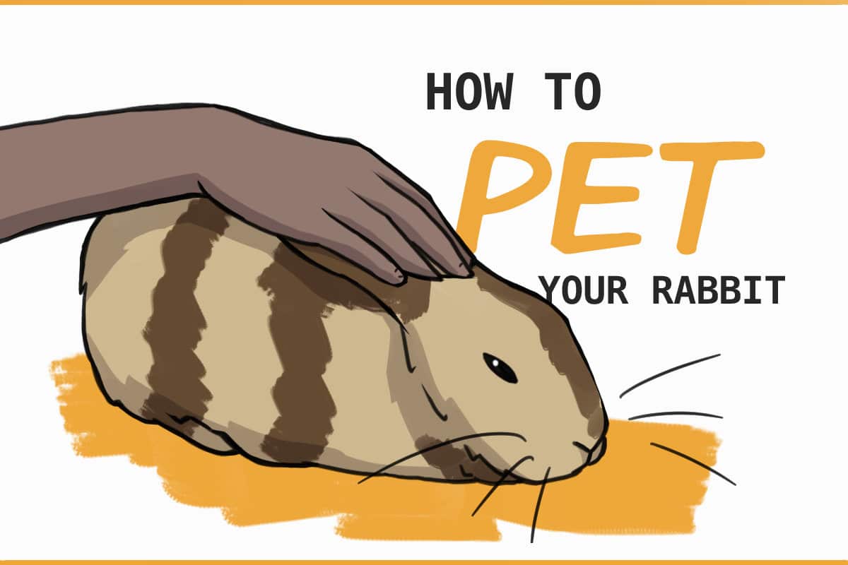 How To Pet Rabbits In A Way They Love How To Pet Rabbits In A Way They Love