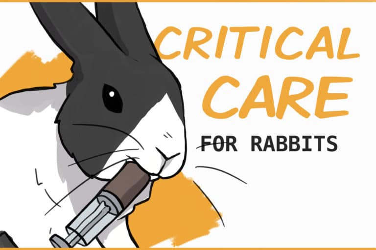 How To Make Critical Care Rabbit Formula For Emergencies