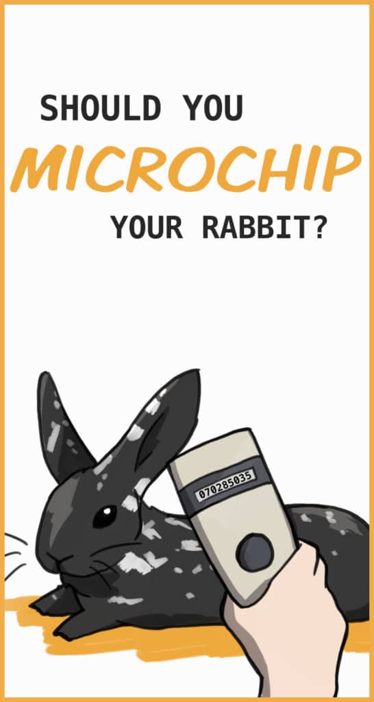 Should You Microchip a Pet Rabbit?