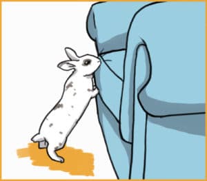 15 Ways to Make Sure Your Rabbit Gets Enough Exercise