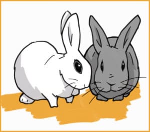 14 Tips to Make Your Rabbit the Happiest Bunny on the Block