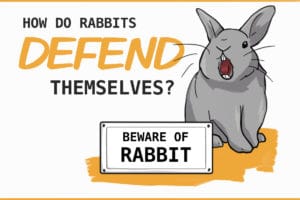 Can Rabbits Defend Themselves Against Predators?