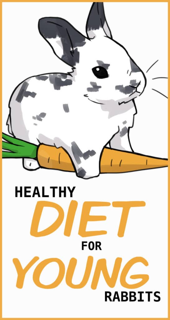 A Healthy Diet For Young Rabbits