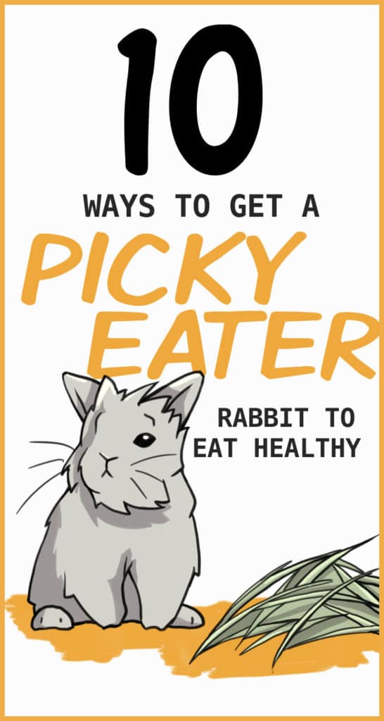 10 Ways To Get Your Picky Rabbit To Eat Hay