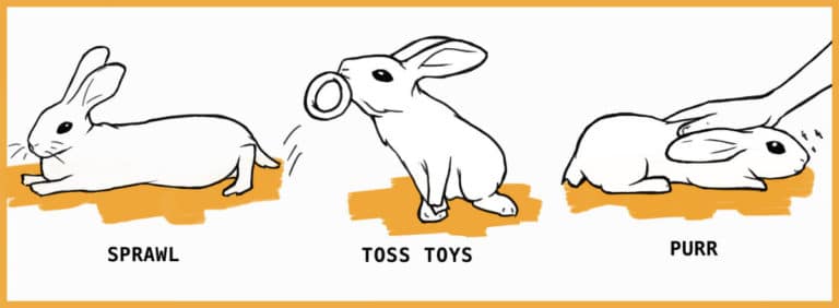 14 Tips to Make Your Rabbit the Happiest Bunny on the Block