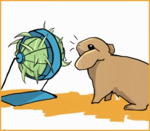 Why is Hay So Important for a Rabbit's Diet?