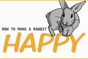 14 Tips to Make Your Rabbit the Happiest Bunny on the Block