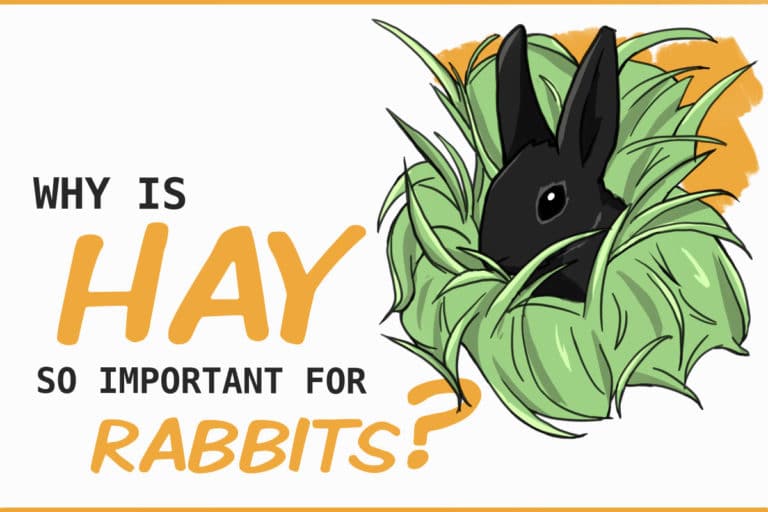 Why is Hay So Important for a Rabbit's Diet?