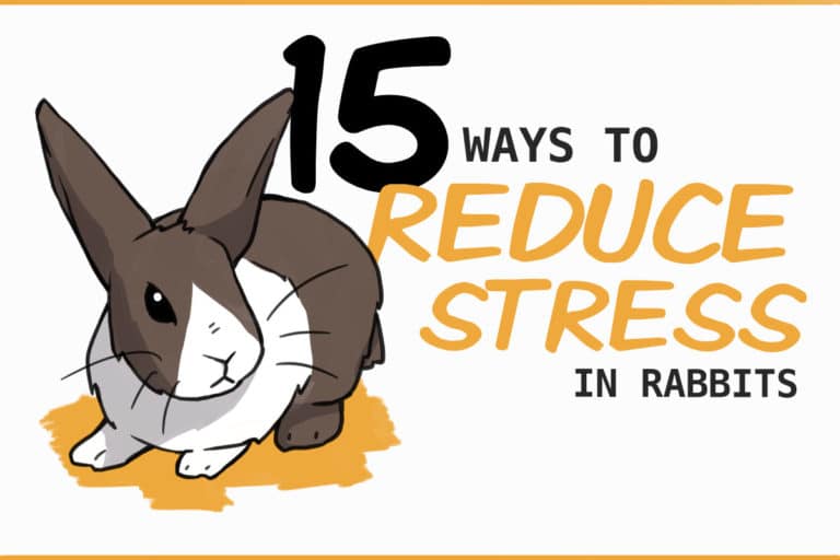 15 Ways to Reduce Stress in Rabbits