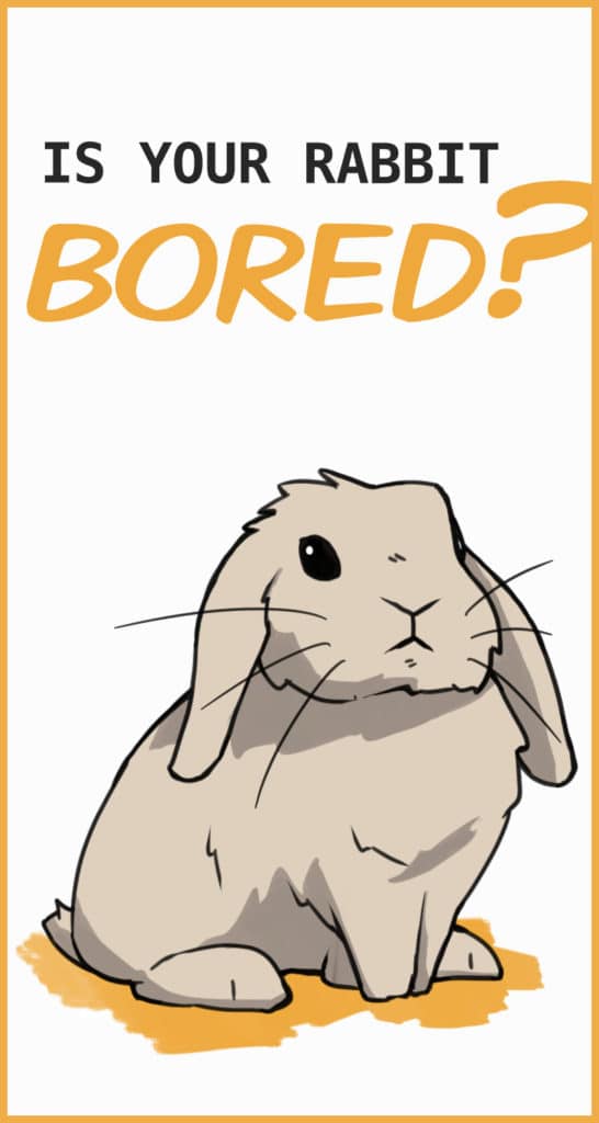 Bored Rabbits: How Do Rabbits Behave When They're Bored?