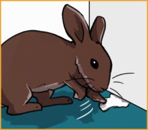 Recognizing Depression in Rabbits