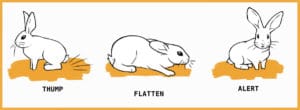 Why Do Rabbits Breathe Fast and When is it Dangerous?
