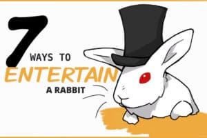 How to Entertain a Pet Rabbit