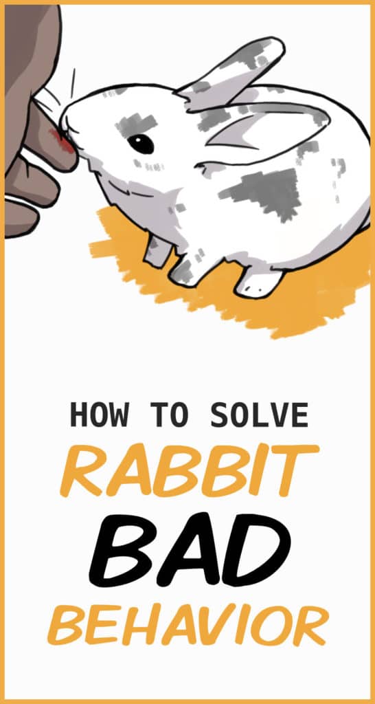 How to Solve Common Bunny Behavior Problems