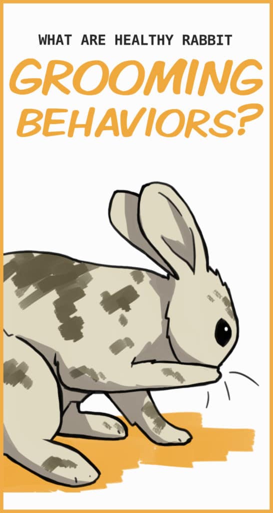 Healthy (and unhealthy) Self-Grooming Behaviors in Rabbits