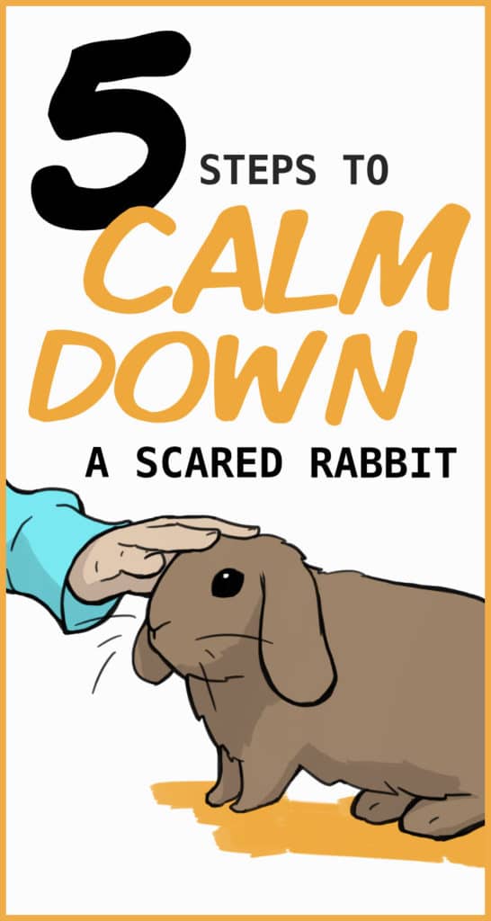 5 Steps to Calm Down an Fearful Rabbit