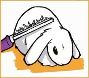 How to Treat Rabbit Fleas (and what NOT to do)