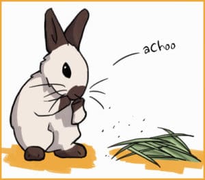 Why Rabbits Sneeze and When You Should Be Concerned