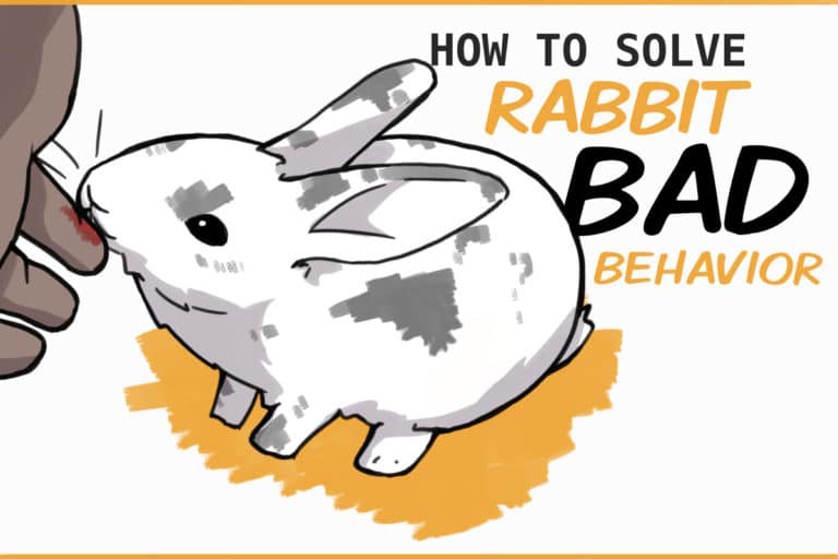 How to Solve Common Bunny Behavior Problems