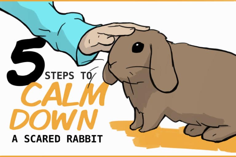 5 Steps to Calm Down an Fearful Rabbit