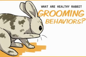 Healthy (and unhealthy) Self-Grooming Behaviors in Rabbits