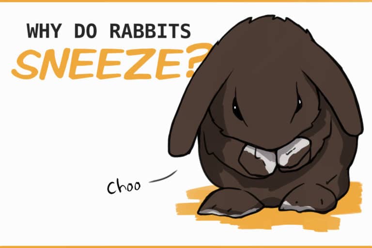 Why Rabbits Sneeze and When You Should Be Concerned