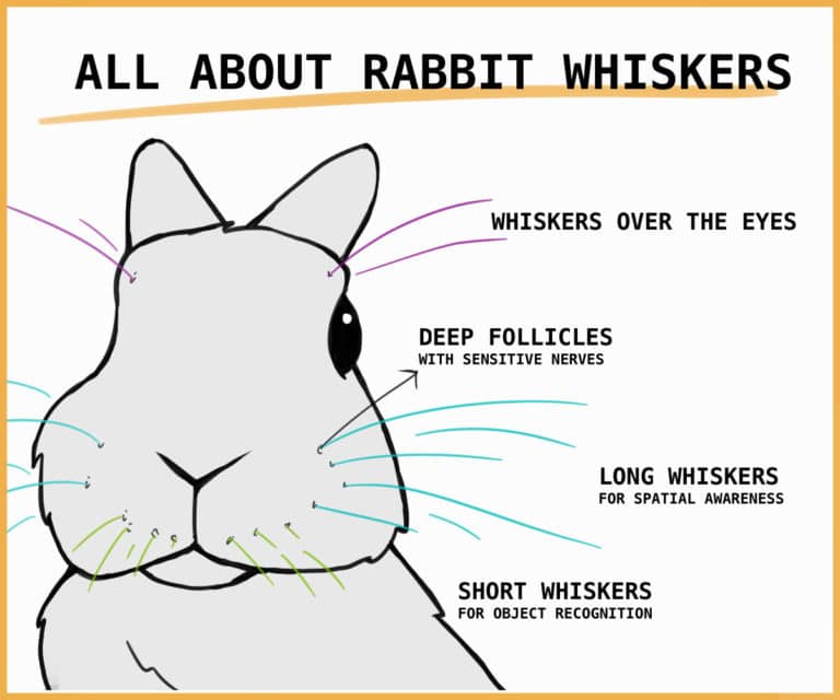 Rabbit Whiskers: What Are They For?