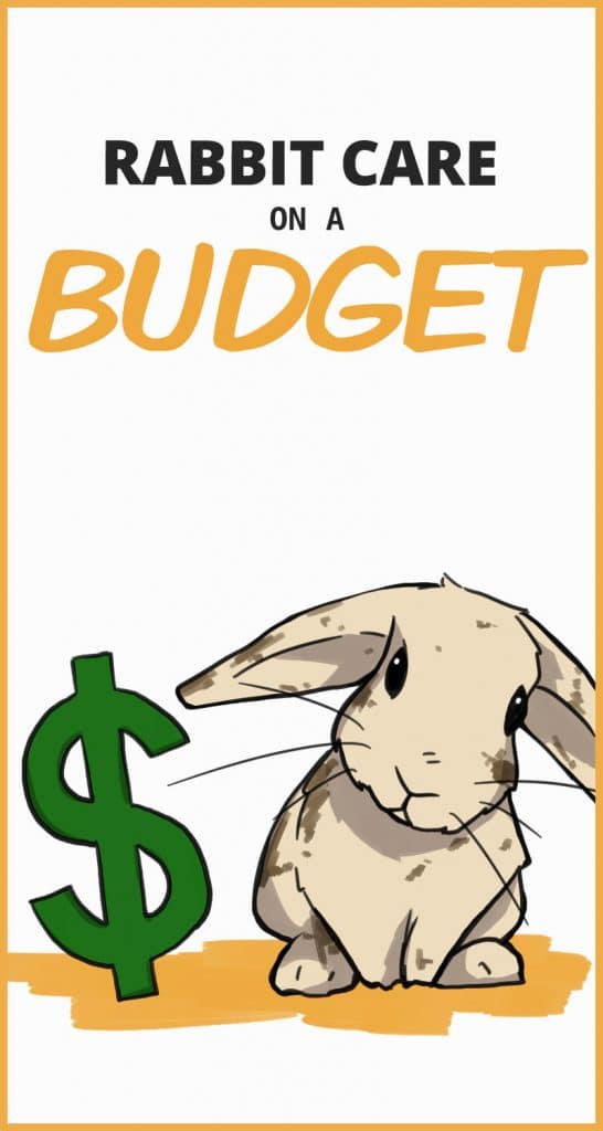 10 Money Saving Tips For Rabbit Care