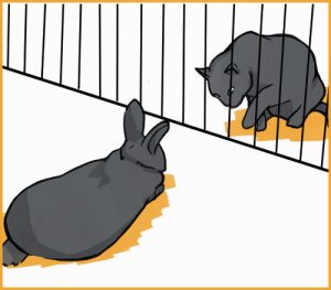 Rabbits vs. Cats: How Do They Compare as Pets?