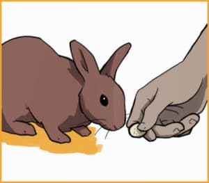 How to Cuddle Rabbits Without Scaring Them