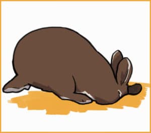 All About Digging Behaviors in Pet Rabbits
