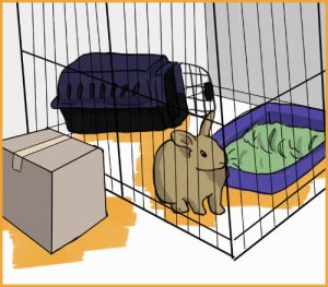 How to Move House Without Stressing Your Rabbit