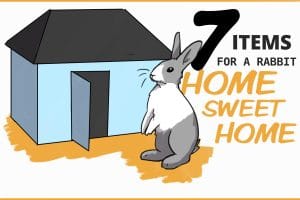 7 Essential Supplies for a Rabbit Enclosure
