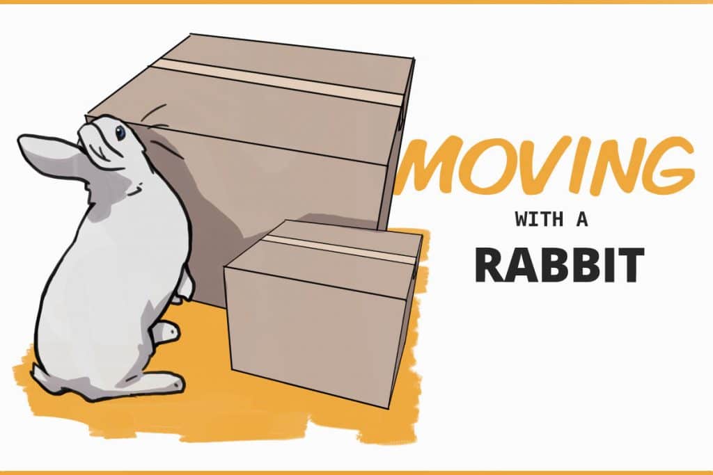 How to Move House Without Stressing Your Rabbit