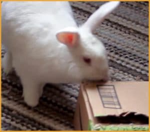 15 Affordable Gift Ideas For Your Pet Rabbit