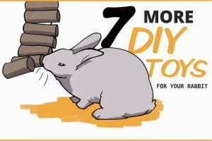 7 (more) Fun DIY Toys for Your Rabbit
