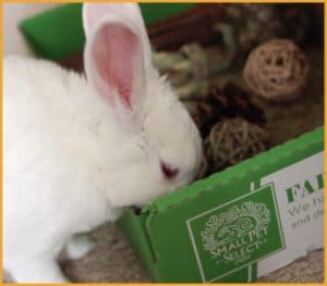 17 Toys to Get (or make!) For Your Pet Rabbit