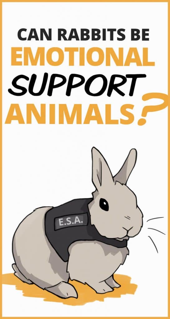 Emotional Support Rabbits: What You Need to Know